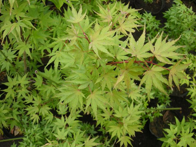 BARBARA: でんchuとよ の もみじだより